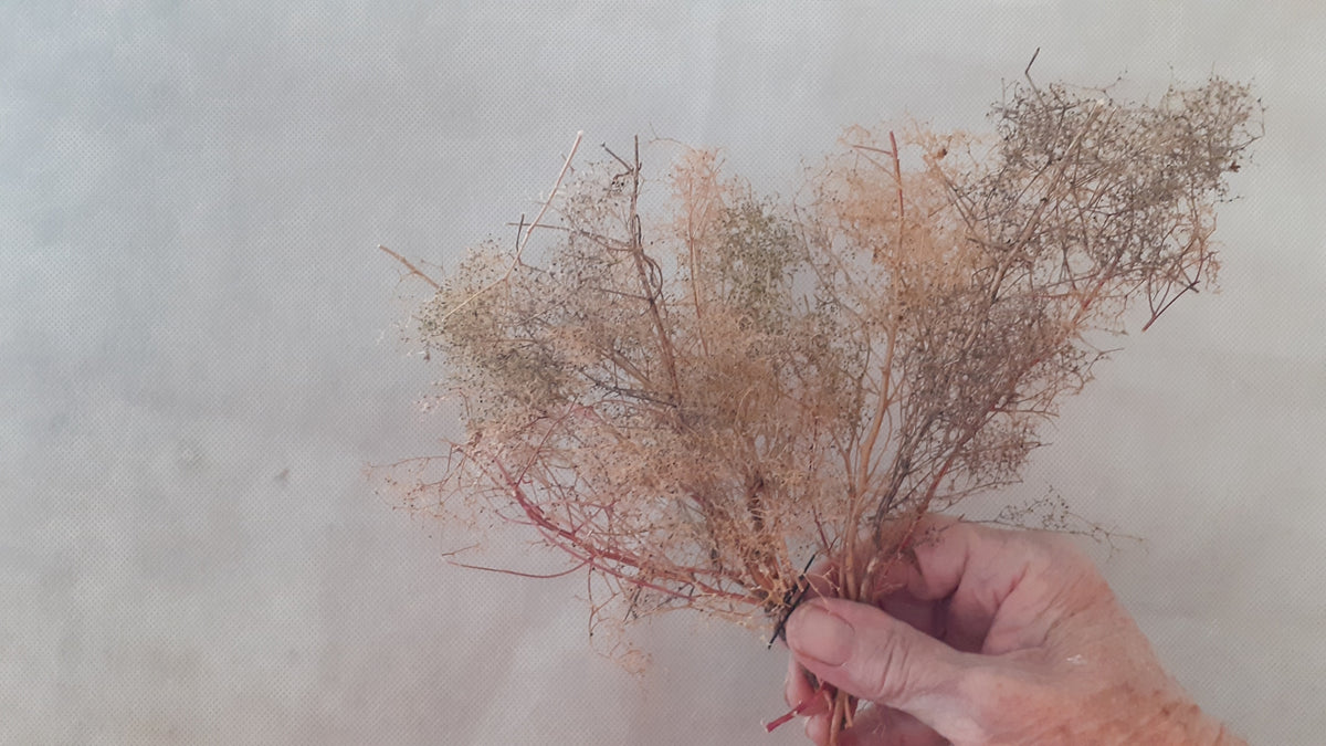 Tall Fully Developed Tree Collection Seafoam Teloxys Aristata – Model ...